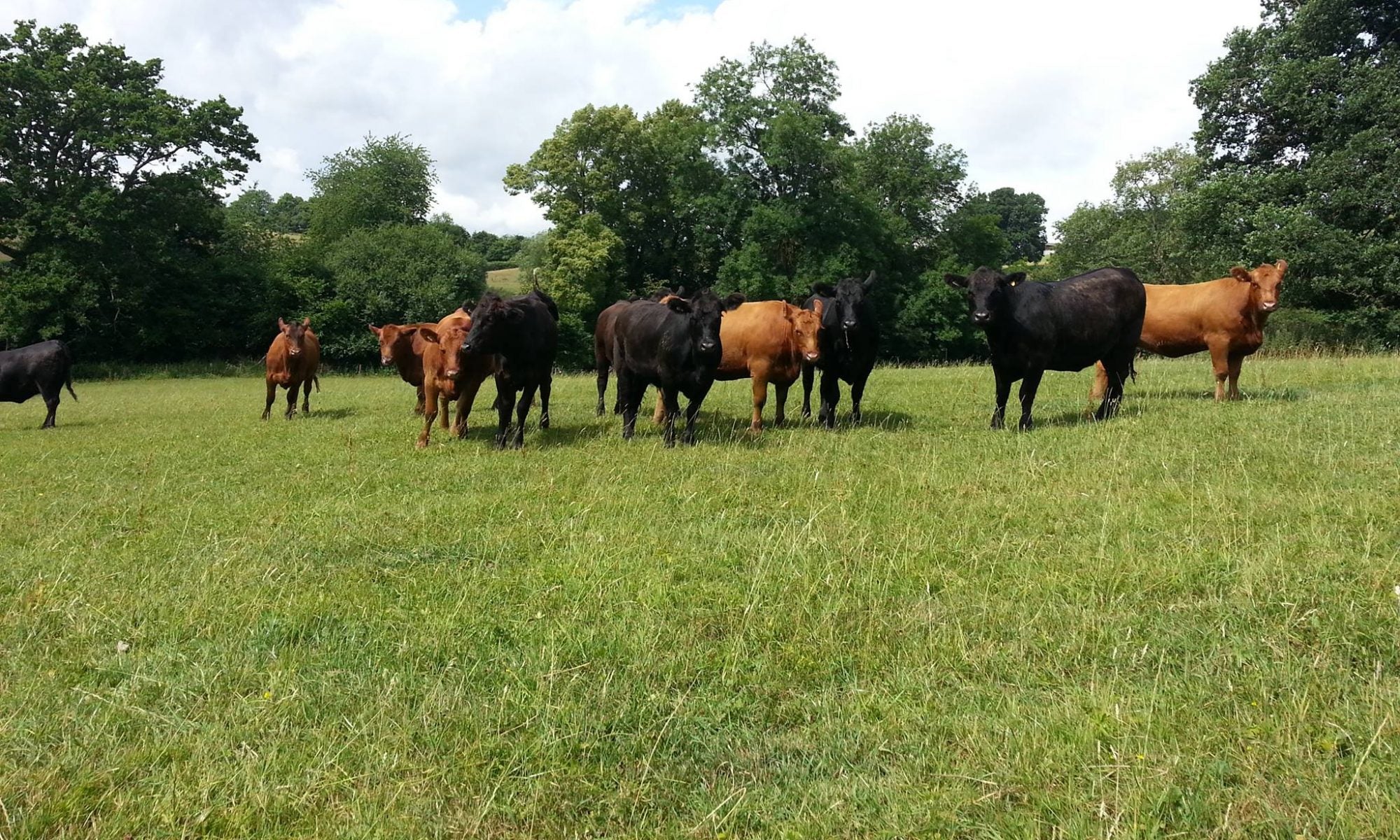 Our Story | Tortworth Estate Farm Shop